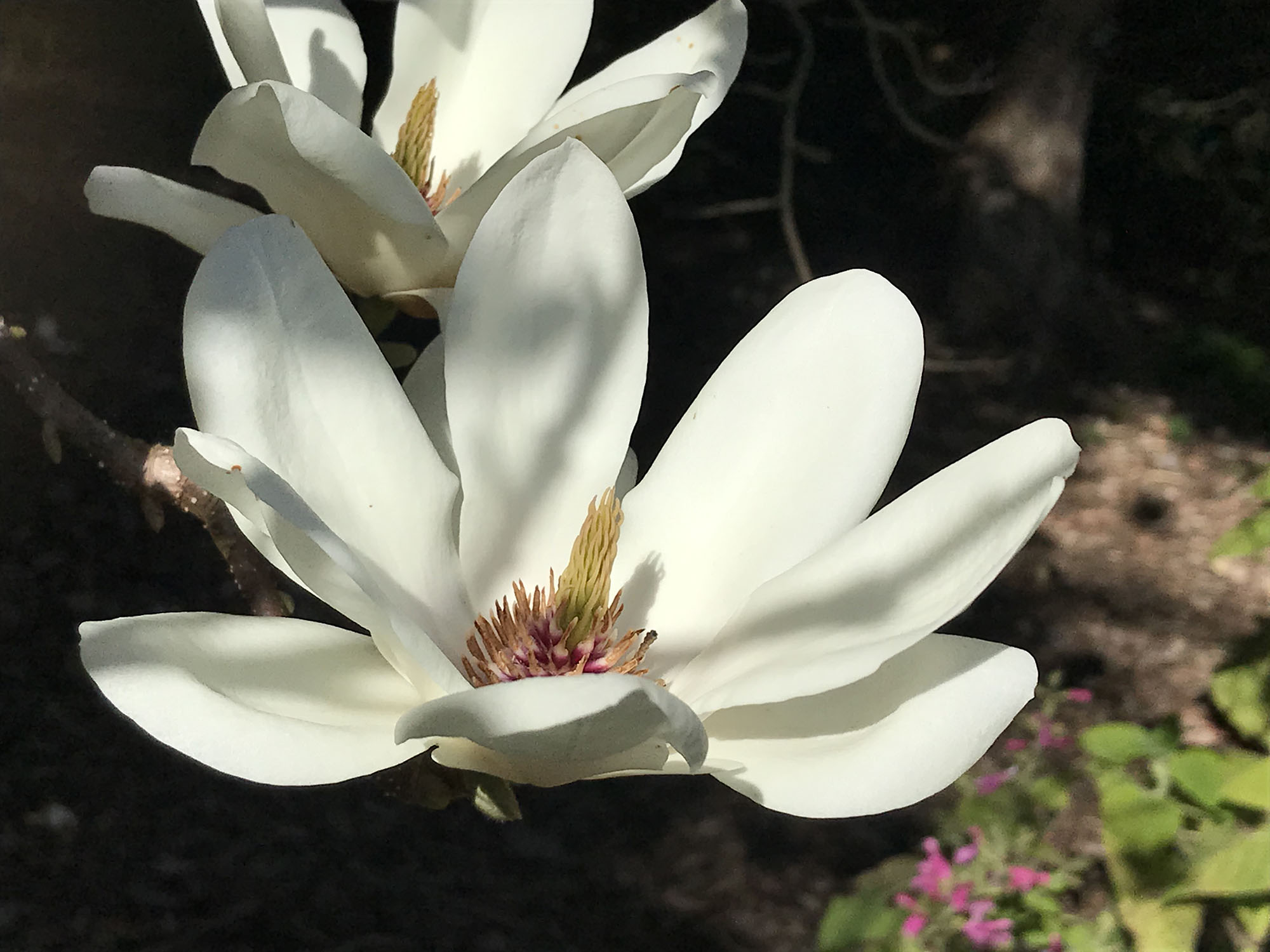 Magnolia – Spendlove